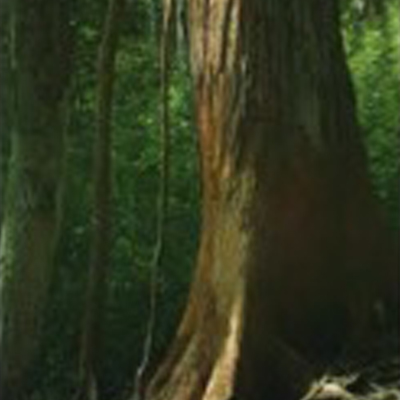 Austin Hardwoods :: Sipo