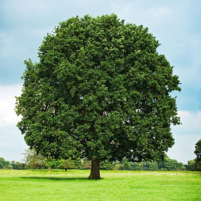 Austin Hardwoods :: English Oak